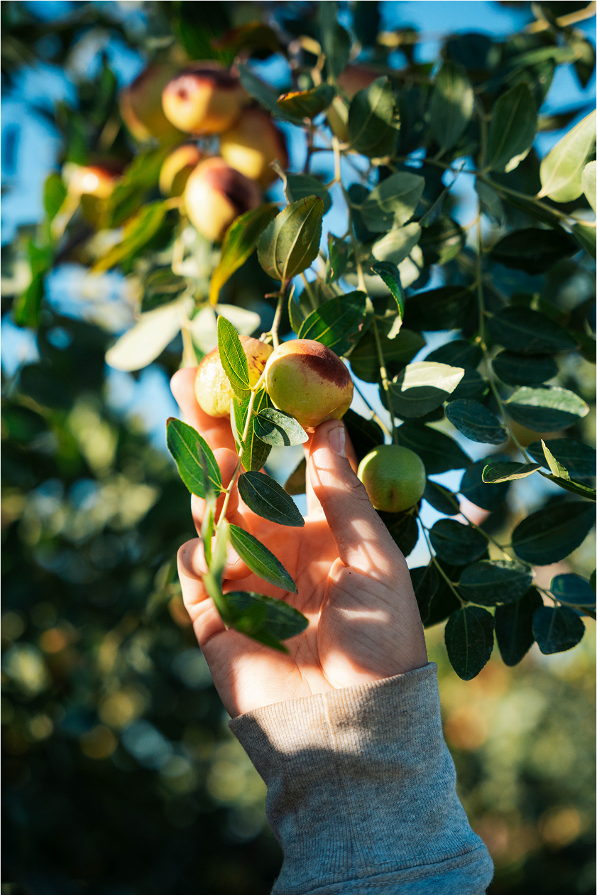 Royal Jujube | Zhao Fruit Australia | Buy @ Costco or Woolworths